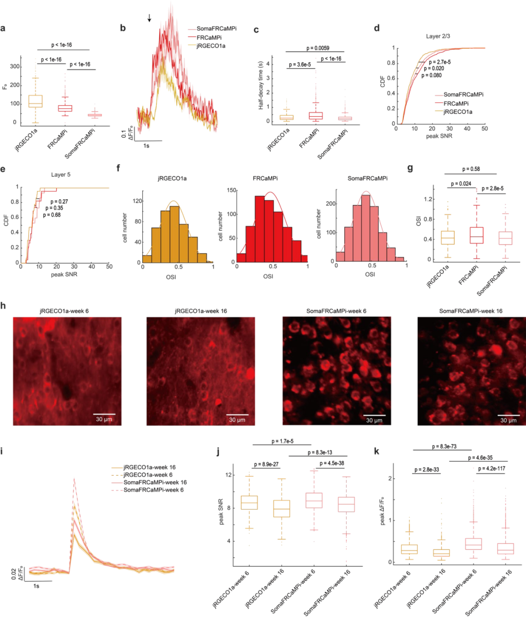 【新品推荐】新型高灵敏度体细胞定位红色荧光钙指示剂用于活体神经元群体成像 - 知乎