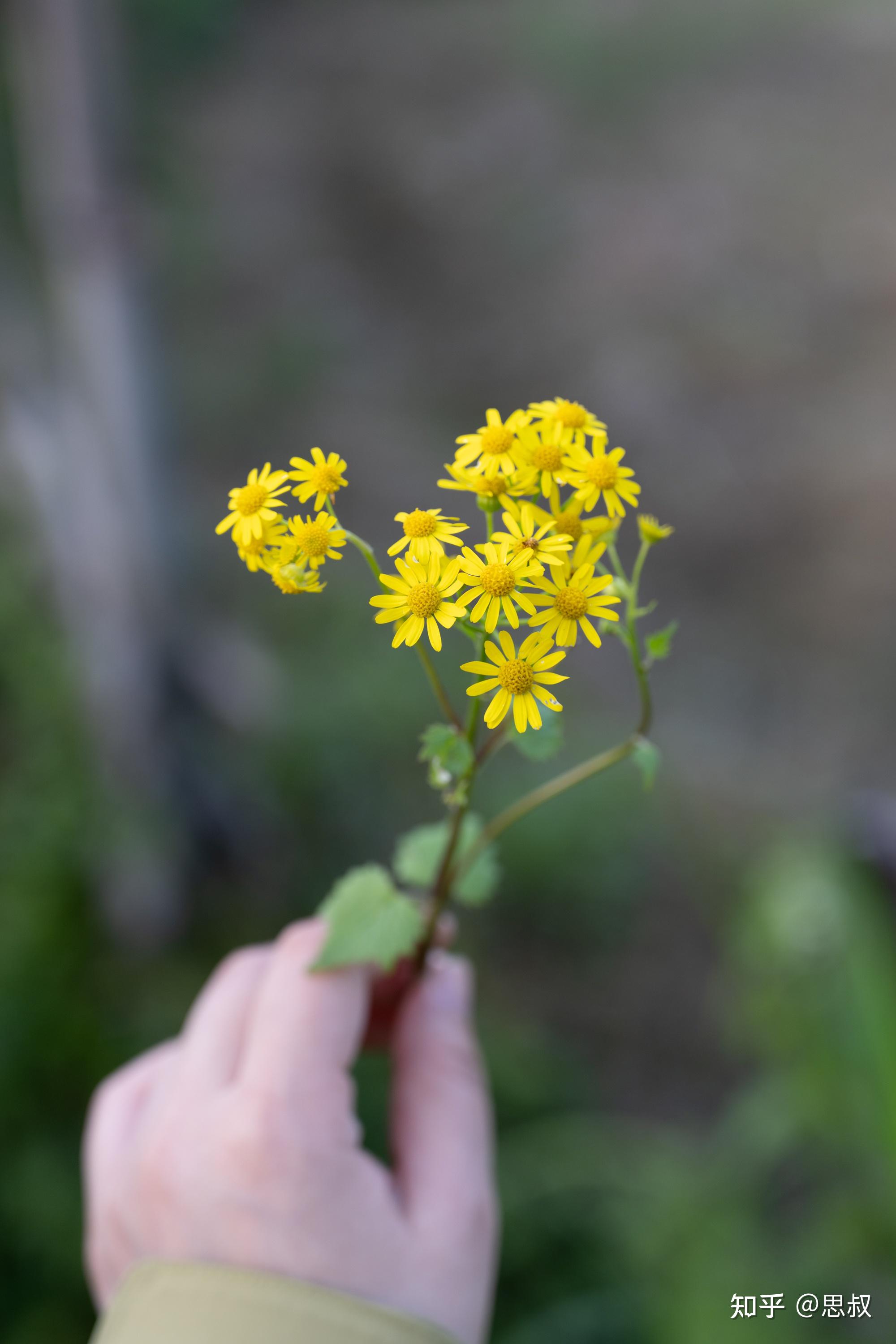 旅游摄影使用，我应该选择1635gm2还是2070g？ - 知乎