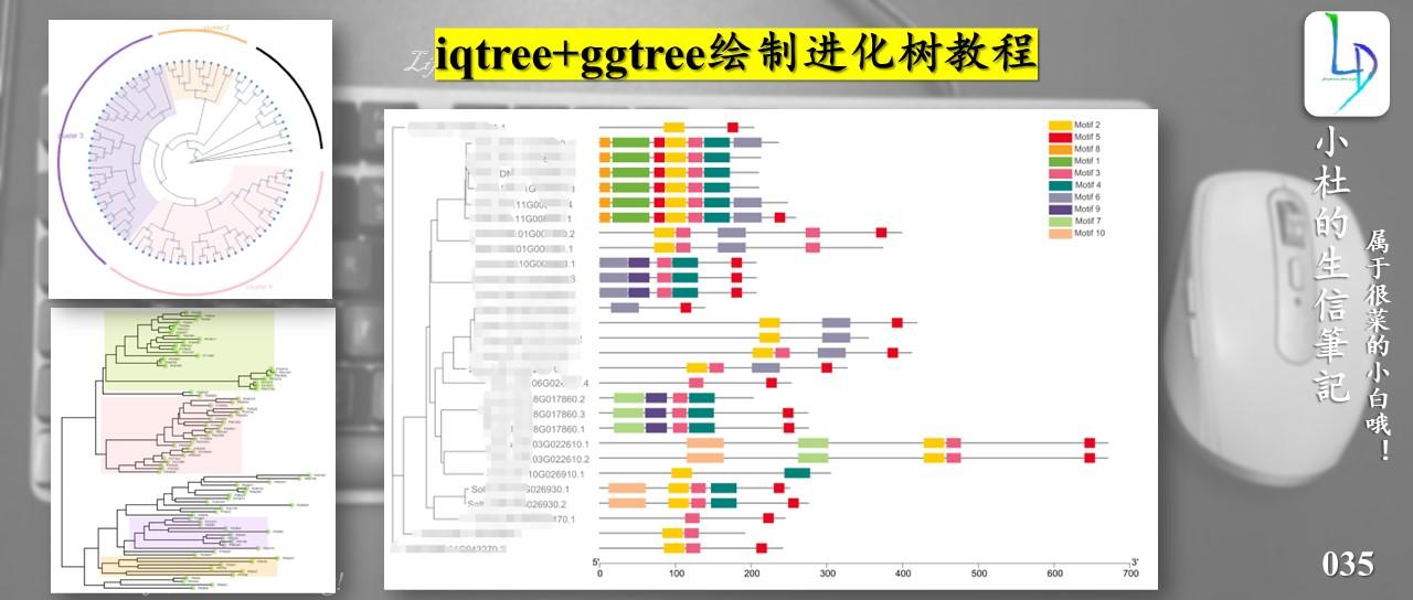 iqtree+ggtree绘制进化树教程 - 知乎