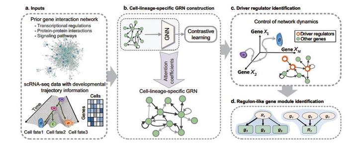 CEFCON：更加精准的发现细胞状态/类型改变的动态驱动调节因子 - 知乎