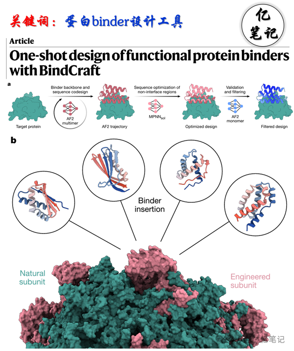 蛋白设计工具BindCraft用于蛋白binder从头生成 - 知乎