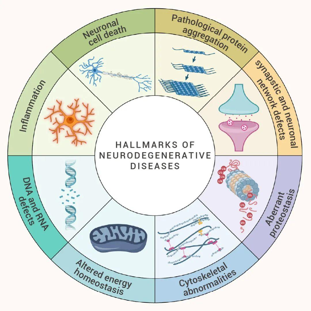 神经退行性疾病(NDDs)有哪些病理标志？ - 知乎