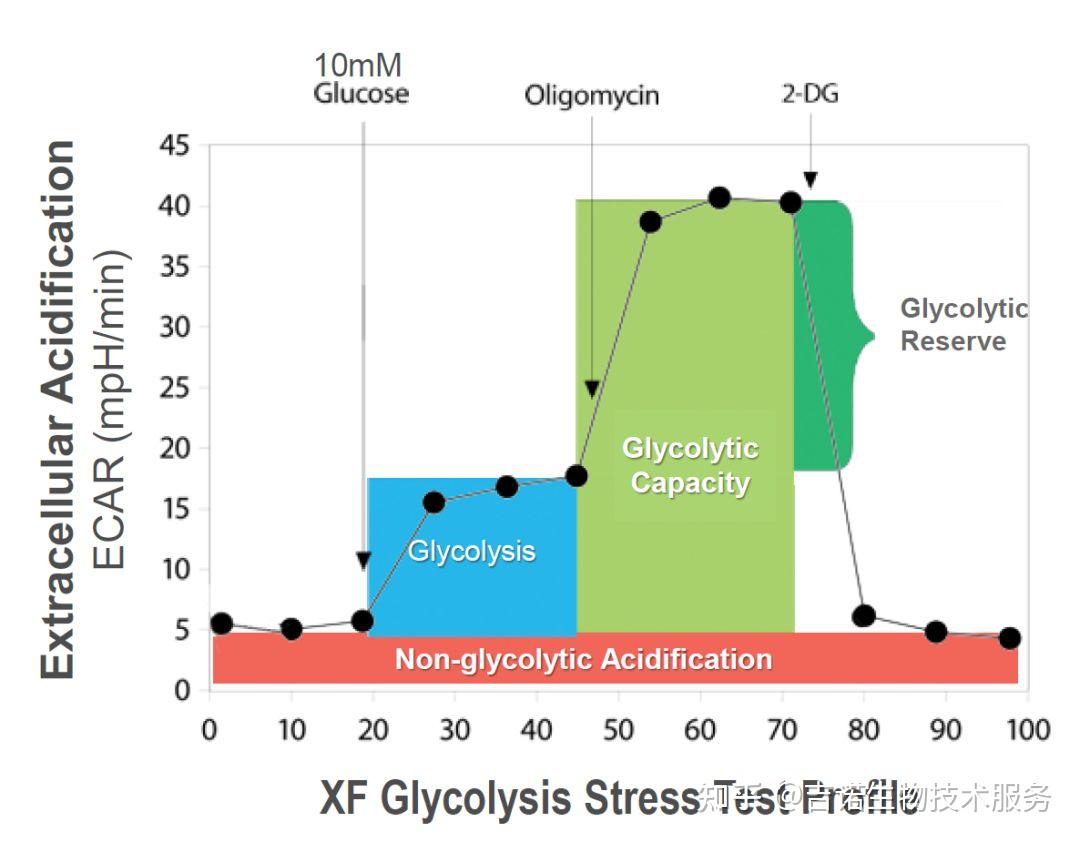 一张图看懂Seahorse分析仪检测OCR/ECAR的意义，再顺便复习复习 - 知乎