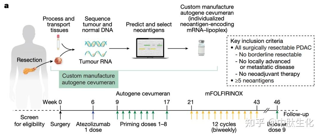 AACR速报：mRNA新抗原疫苗，对胰腺癌患者产生持久免疫反应 - 知乎