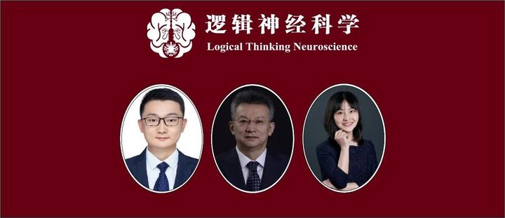 J Neurosc︱首次！围产期丘脑形态学、微结构和连通性的时空发育模式 - 知乎