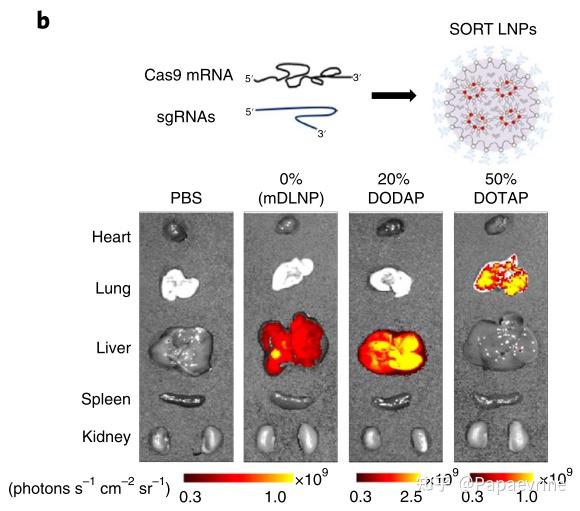 选择性器官靶向（SORT）纳米粒子用于组织特异性mRNA递送和CRISPR/Cas基因编辑（2021.09.07） - 知乎