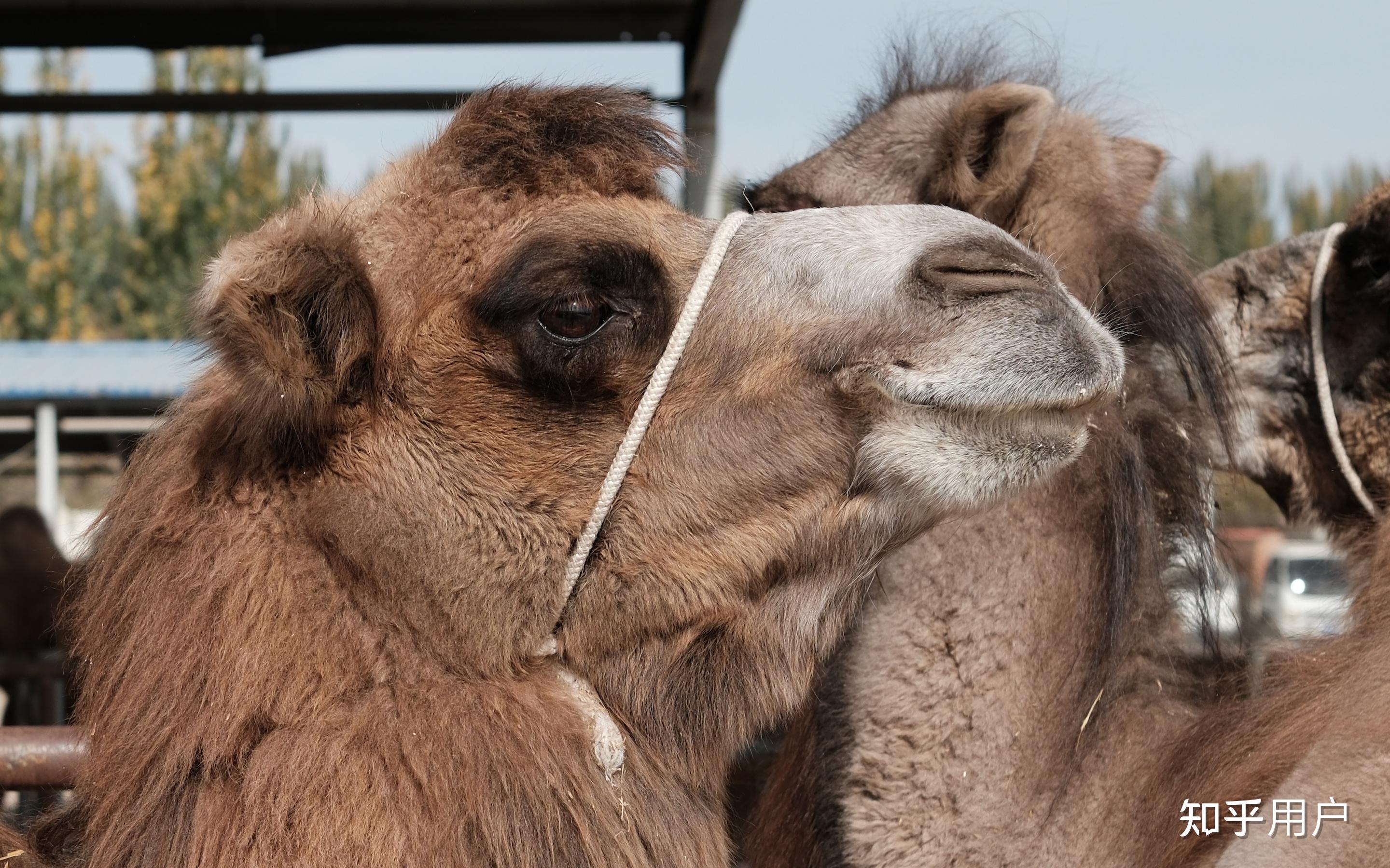 相机加镜头预算两万买哪个？尼康ZF/富士XT5/徕卡Q？ - 知乎