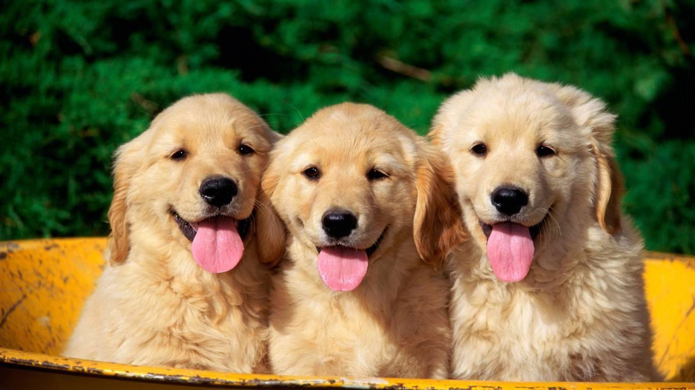 "A gay dog"别翻译成“同性恋的狗”，动物的俚语你知道多少？ - 知乎