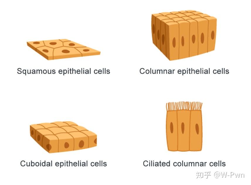 科学家发现了新的三维几何形状——Scutoid - 知乎