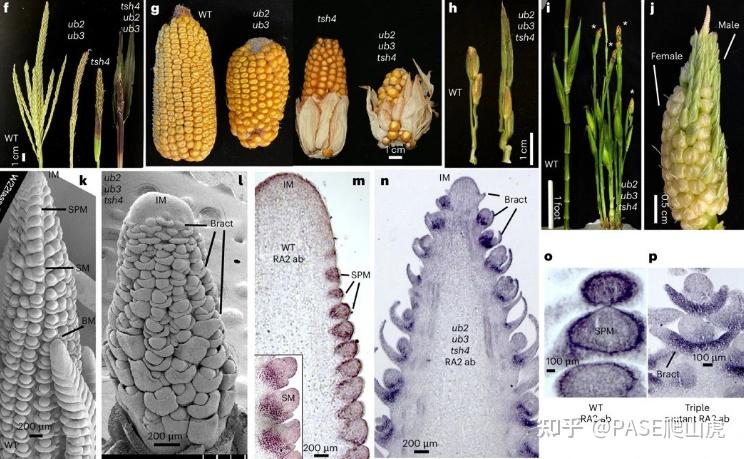 农学院董朝斌教授团队合作解析玉米驯化新基因tsh4调控株型穗型发育机制 - 知乎
