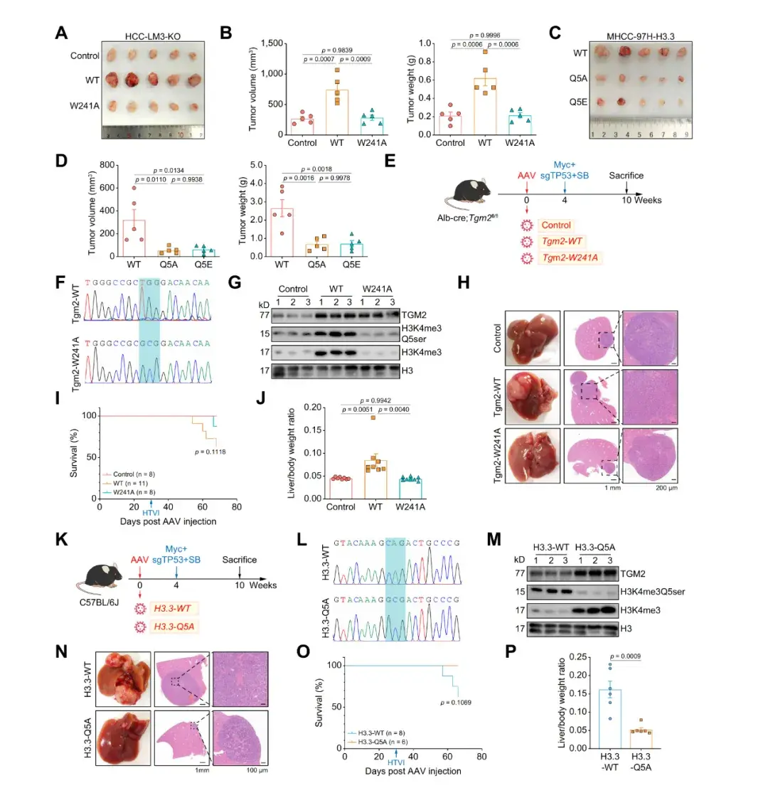 IF 26.8｜陈孝平院士、张必翔教授和张学武教授团队揭示TGM2介导的组蛋白血清素化推动肝癌进展机制 - 知乎