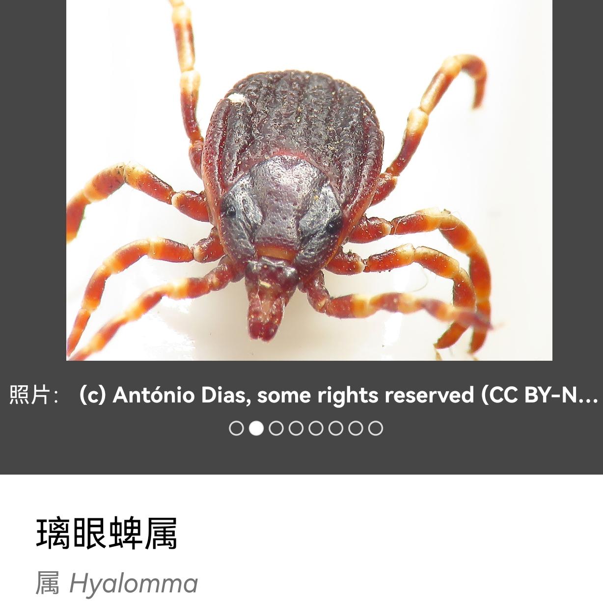 女子视频展示自己在沙漠中「被虫子追赶」吓到语无伦次，沙漠蜱虫真能定位追踪人类么，野外遇到如何防范？ 知乎 5997