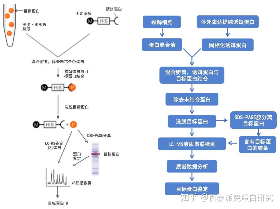 深入解析pull down实验：从技术原理到生物学意义 - 知乎
