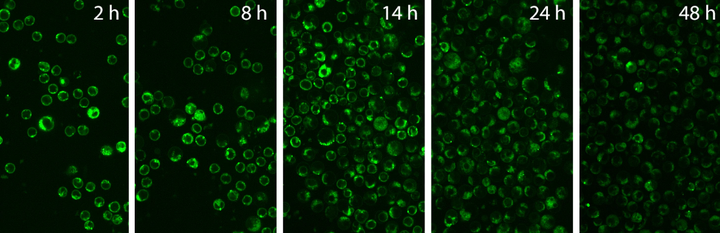 NBD 胆固醇；NBD cholesterol - 知乎