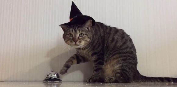 Suji Yan 的 Live －－ 在日本开互联网公司是种怎样的体验？ - 知乎