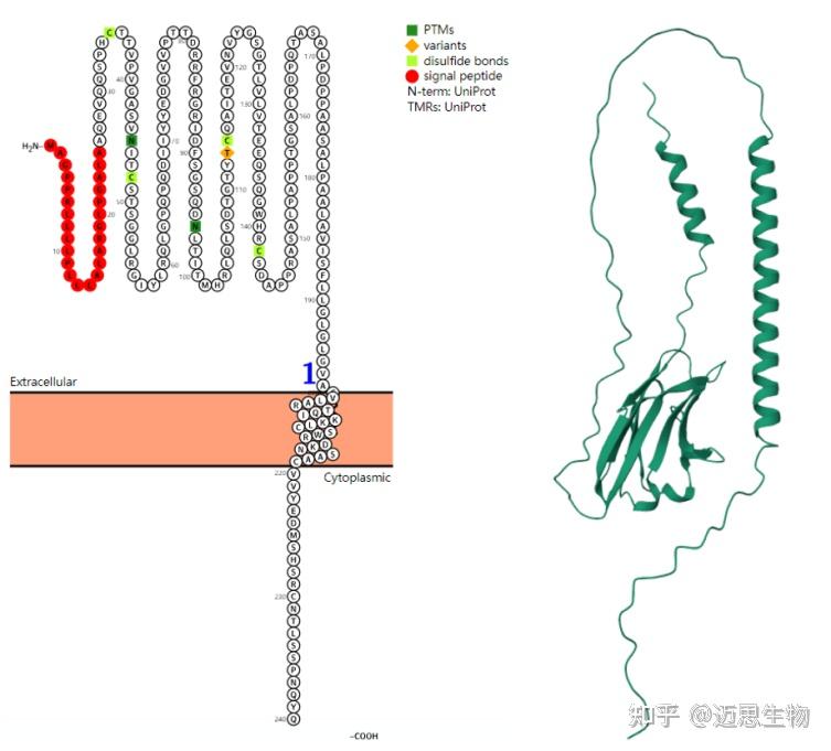 细胞免疫疗法靶标CD7 - 知乎