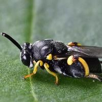 Iptg 工作浓度0.4mM及配置 - 知乎