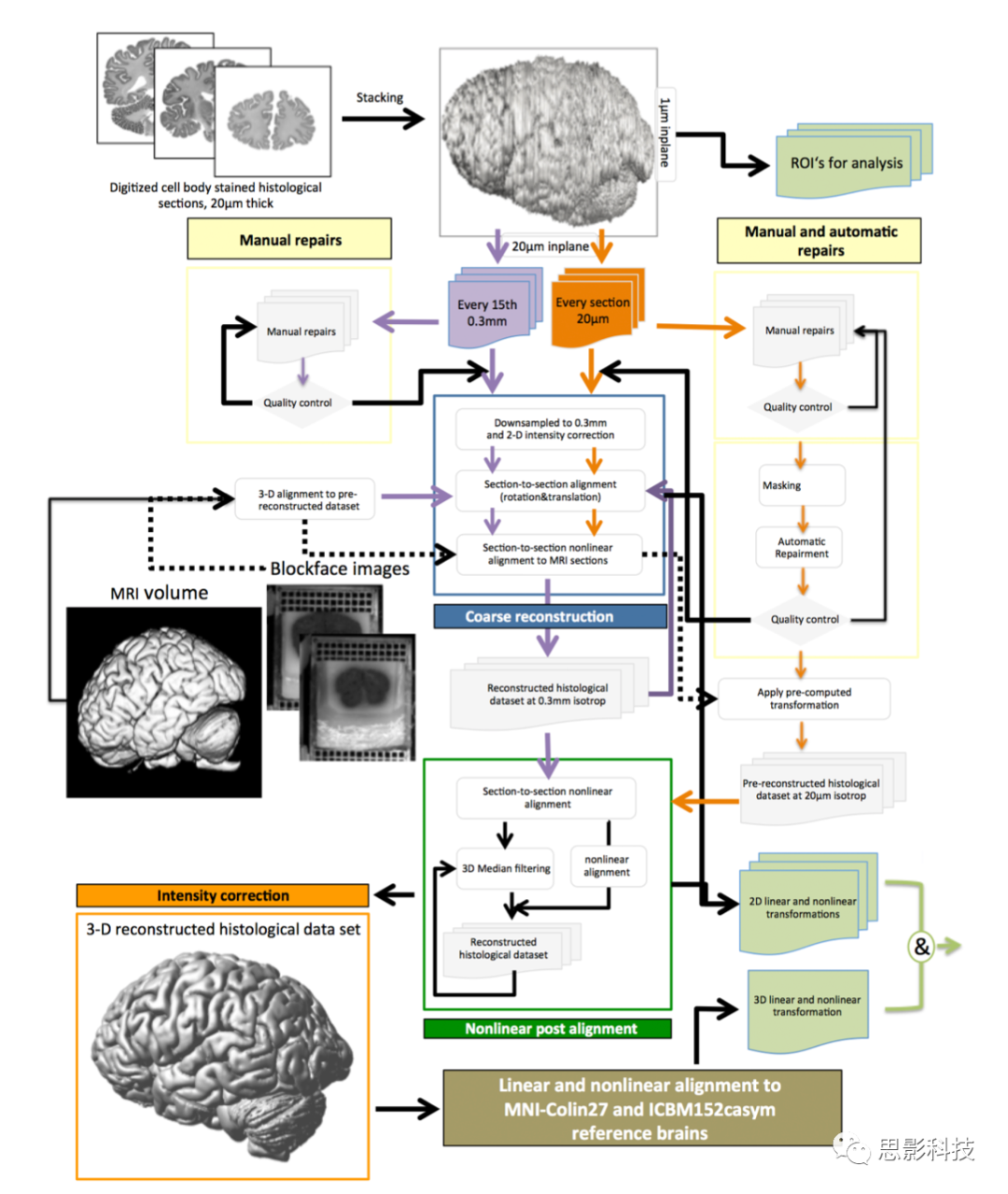 Science：Julich-Brain：一个新的细胞结构水平的概率脑图谱 - 知乎