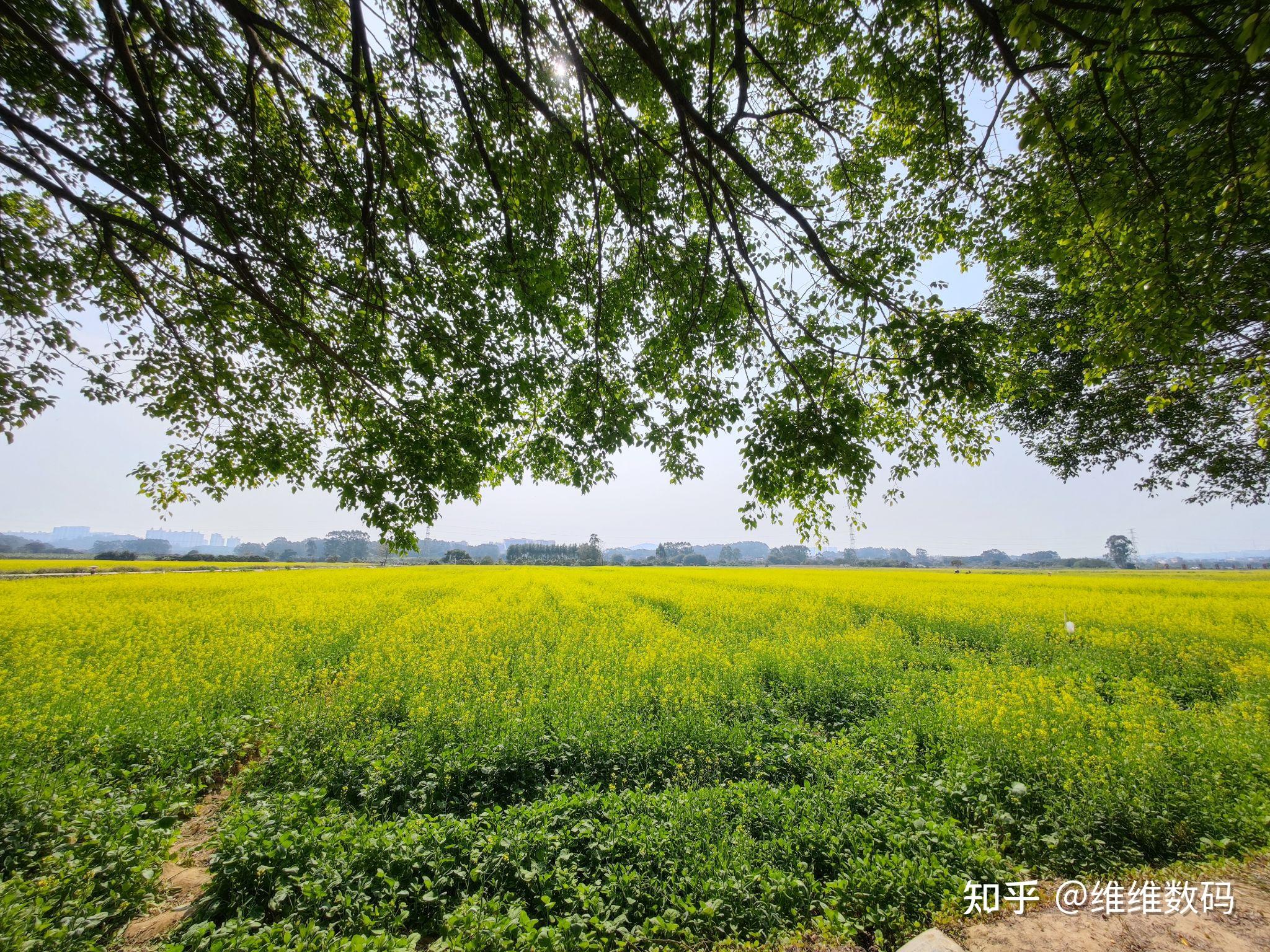 多图慎入！小米11ultra原生相机VS谷歌相机 - 知乎