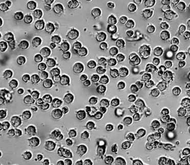一叶知秋 I THP-1细胞系的培养与编辑 - 知乎