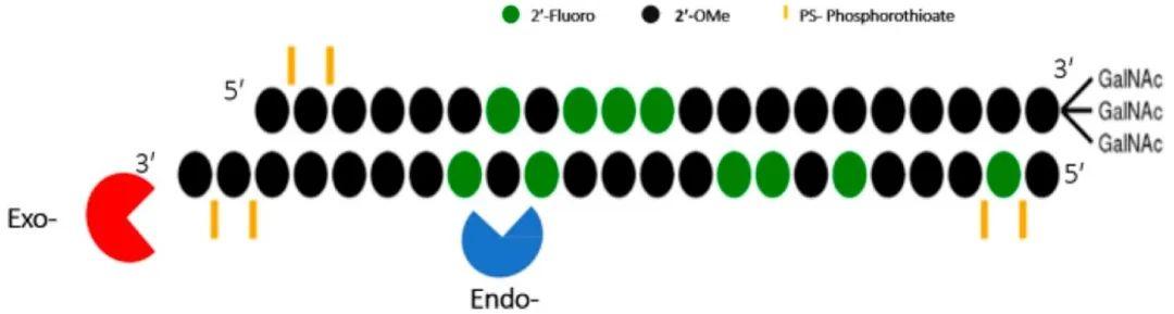 DMPK系列 | 寡核苷酸（Oligo）药物的代谢特征及体外代谢研究体系选择 - 知乎