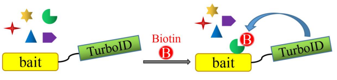 蛋白互作之TurboID邻近标记技术 - 知乎