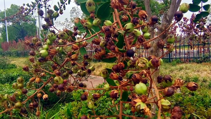 美丽吉安：秋色之紫薇果实 - 知乎