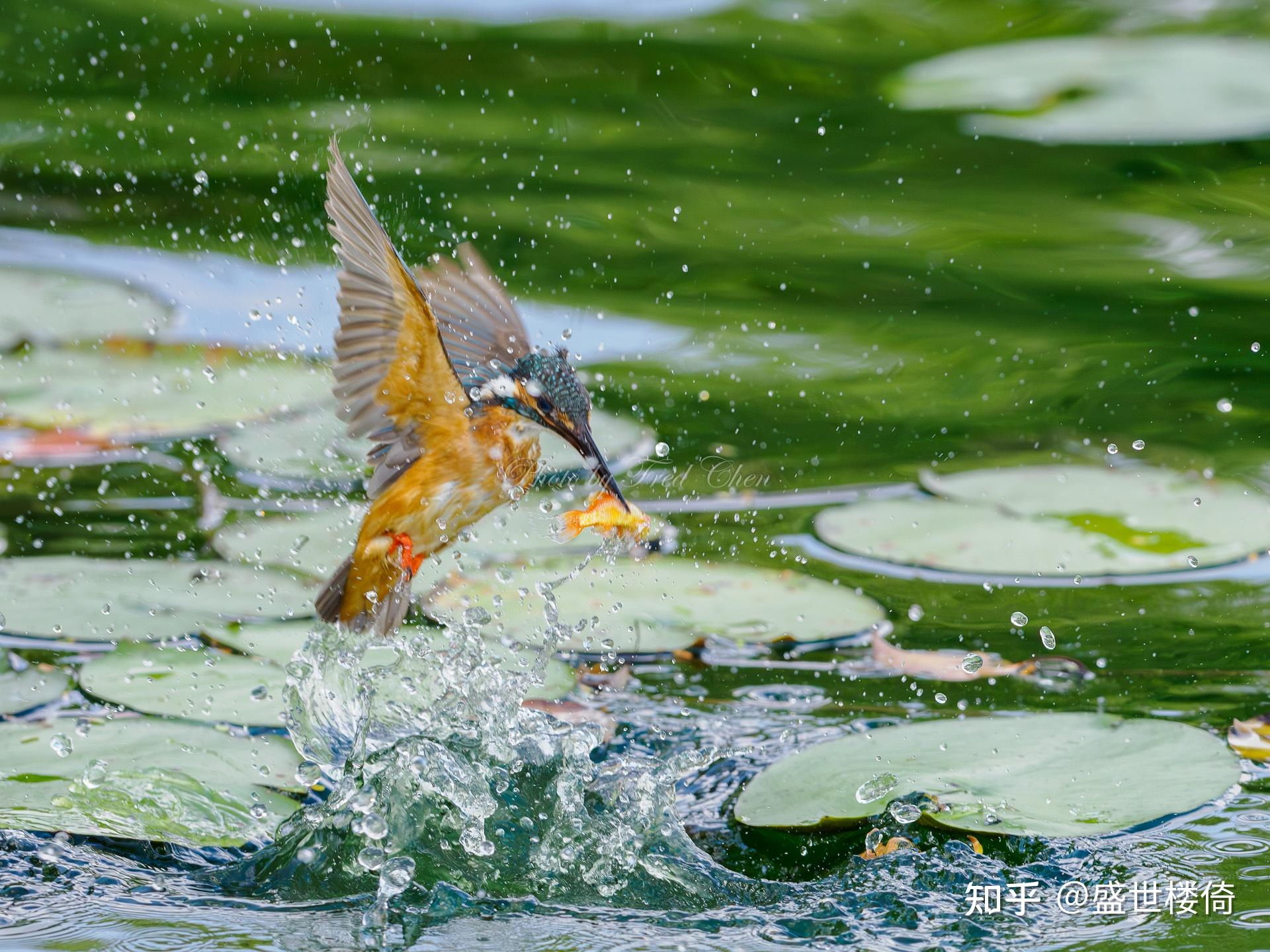 2023 m43打鸟如何选择? - 知乎