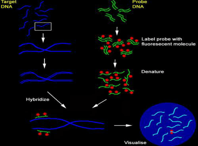 多色荧光原位杂交（Multiplex FISH）实验 - 知乎