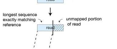 转录组比对软件STAR安装及使用 - 知乎