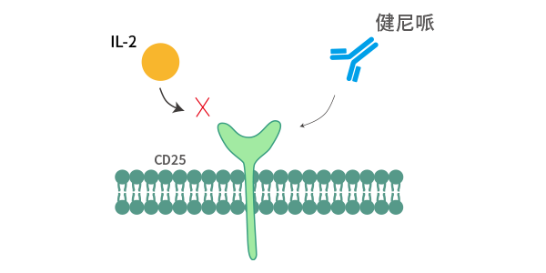 【靶点Talk】CD25：肿瘤免疫疗法新势力 - 知乎