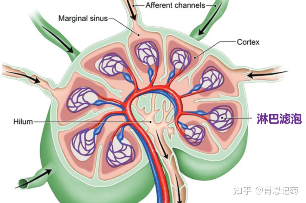 记住所有FDA生物药 | 靶向CD20 | 佳罗华®奥妥珠单抗 | 滤泡性淋巴瘤FL、慢性淋巴细胞白血病CLL - 知乎