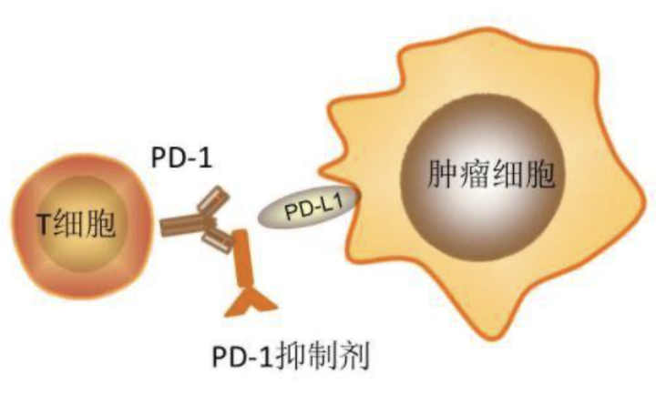 一分钟看懂PD-1与PD-L1 - 知乎