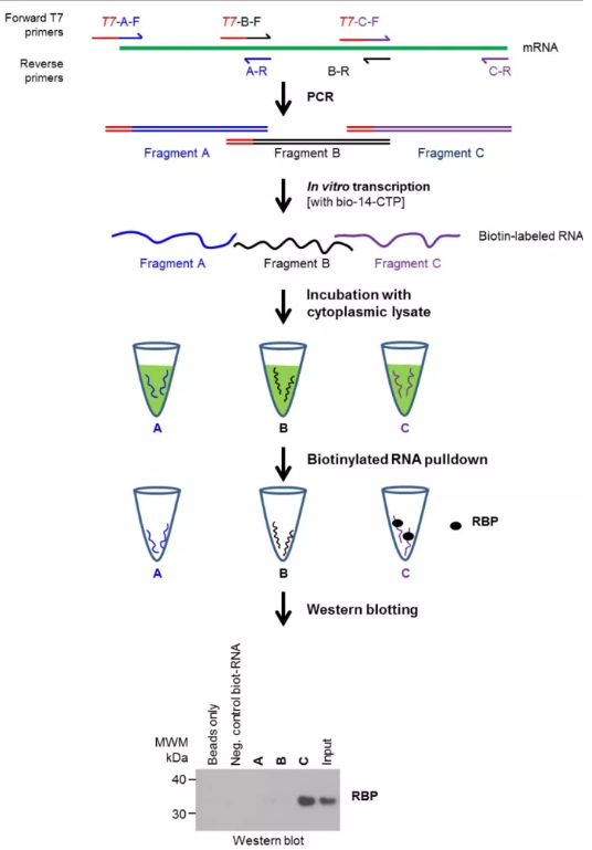简史系列|RNA-RNA /DNA/Protein研究简史 - 知乎