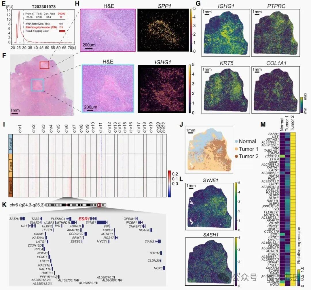 Cell ｜ 华大基因：Stereo-seq V2以单细胞精度重塑FFPE空间全转录宇宙 - 知乎