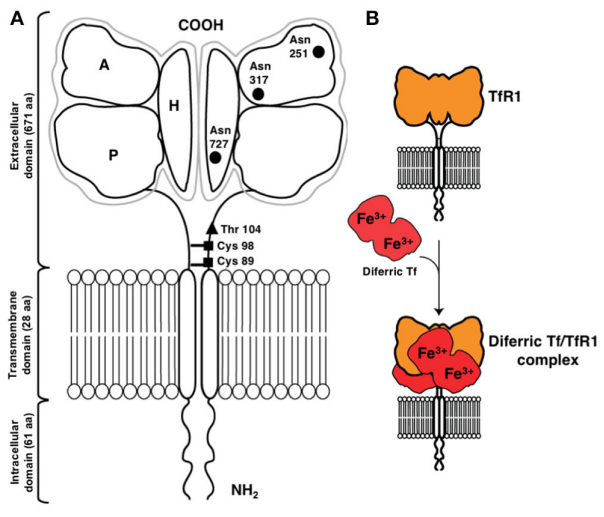 一文揭秘！肿瘤和脑部疾病治疗新靶点--TFR1 - 知乎