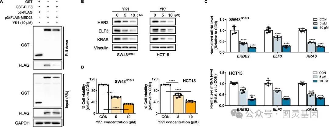 Mol Cancer | 突破性发现：靶向 HER2-ELF3-KRAS 轴为 KRAS G13D 结直肠癌提供精准治疗新策略 - 知乎