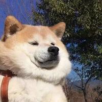 没有虚拟DOM版本的vue（Vue Vapor） - 知乎