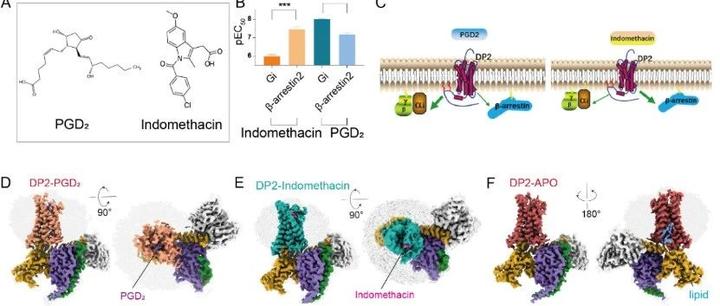 最新成果|PNAS|徐华强/吴灿荣团队揭示前列腺素D2受体DP2的分子机制 - 知乎