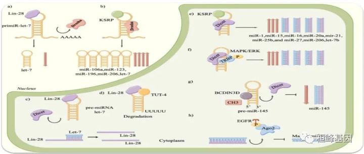 科研绘图自由之开放式绘图平台 (Figdraw) - 知乎