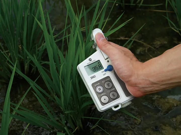 基于SPAD-502叶绿素仪测量叶绿素含量 - 知乎