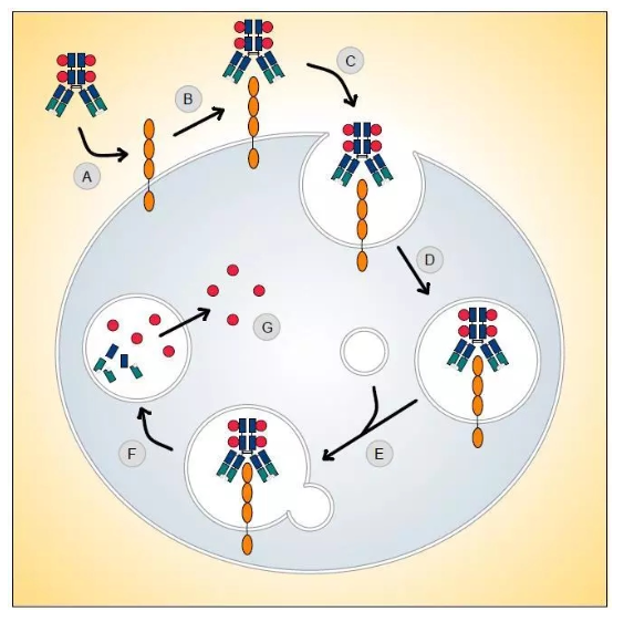 DGN549-L DGN549 DGN549-C ,cas2353409-69-3 ADC抗体简介 - 知乎
