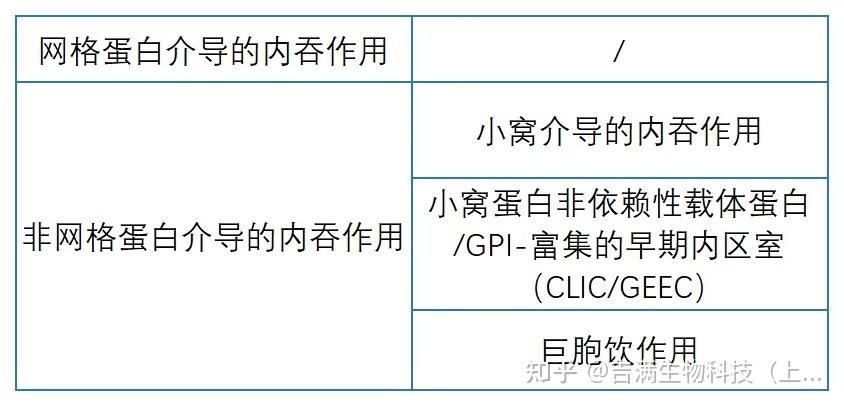 DT3C重组蛋白，检测细胞内化mAb效率的有效工具 - 知乎