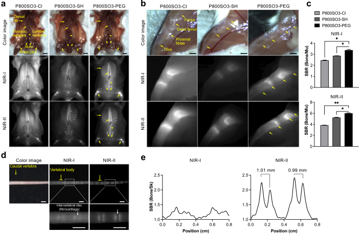 NIR-II荧光团丨P800SO3-PEG：可肾清除的荧光团实现骨靶向成像治疗 - 知乎