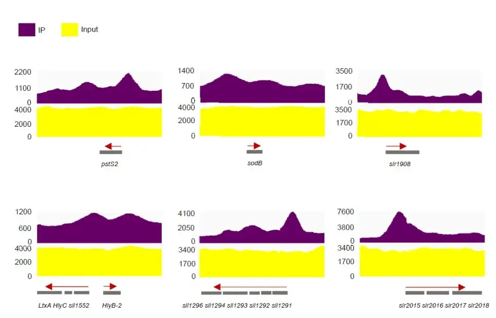 项目文章 | Nature Commun&蓝藻转录因子PhoB对磷/铁的营养元素限制的调控机制 - 知乎