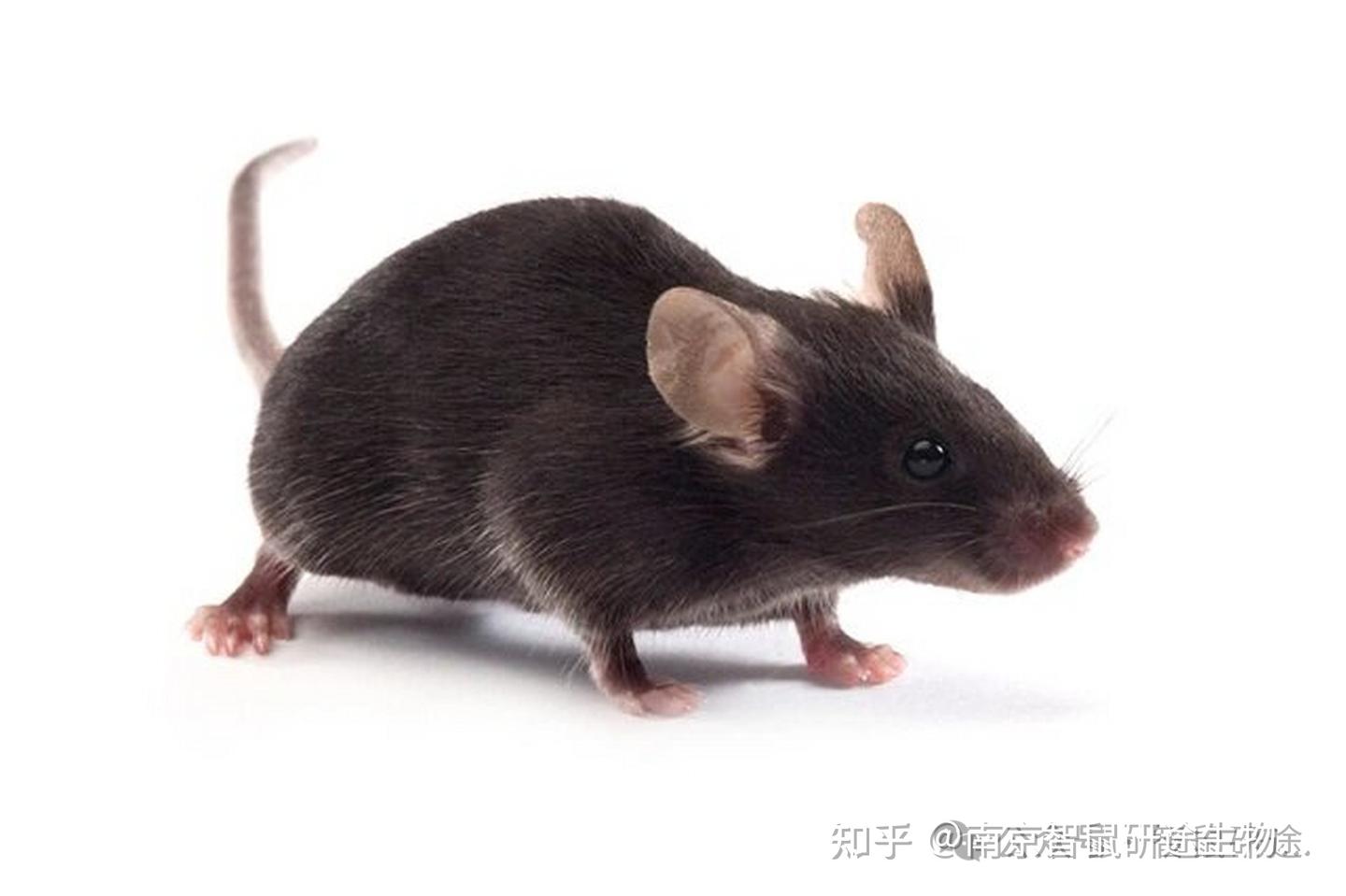 C57BL/6小鼠通用知识 - 知乎