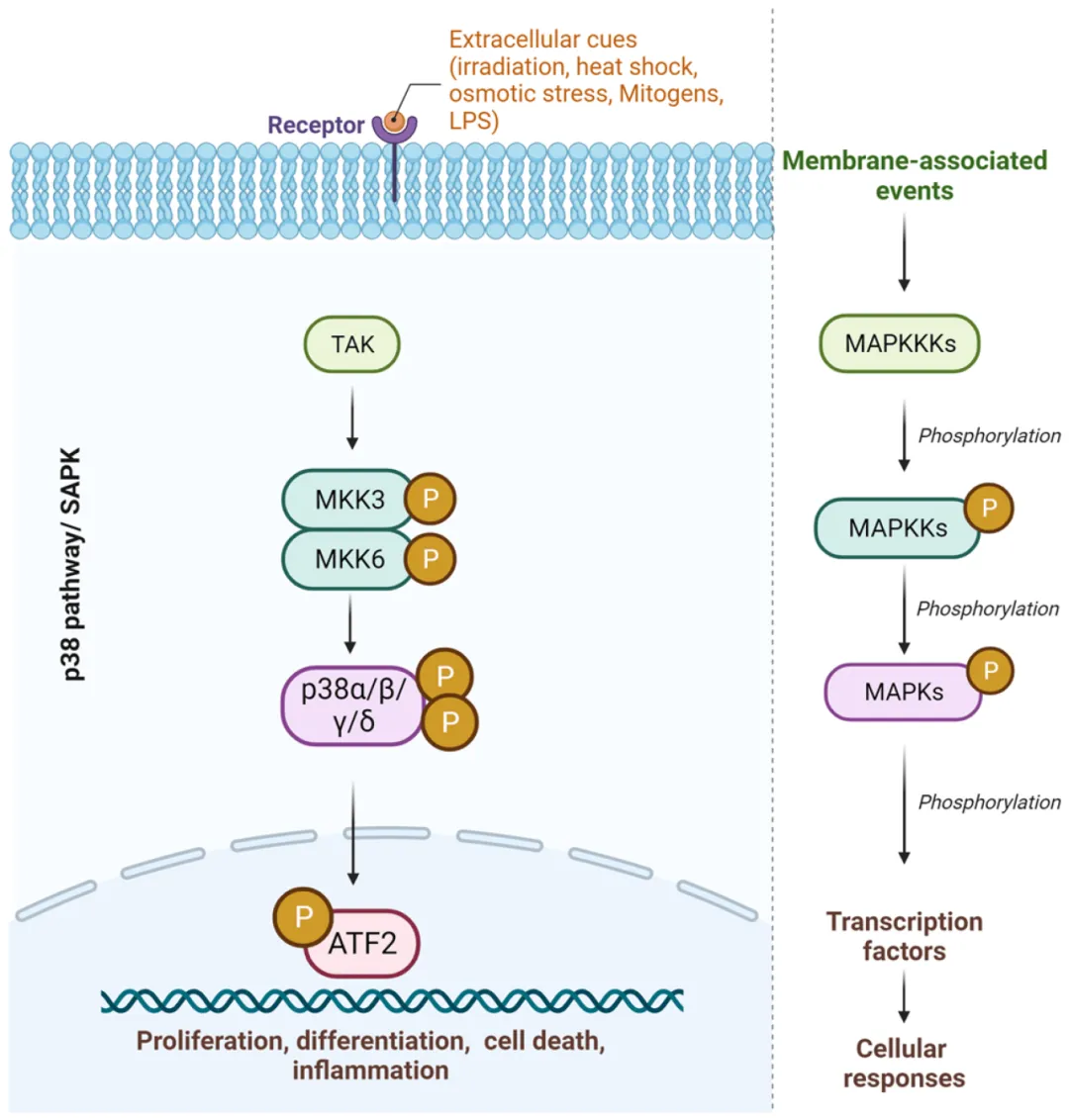MAPK通路在癌症研究中的意义是什么？ - 知乎