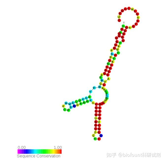 snRNA和snoRNA - 知乎