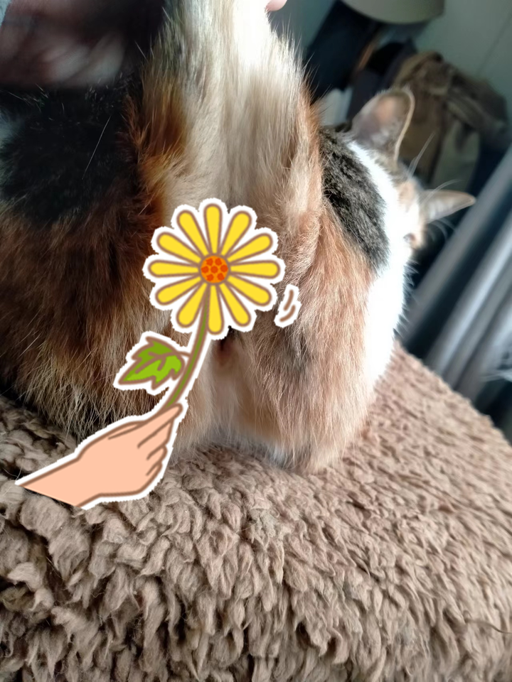 注意!千万不要挤猫咪的肛门腺 知乎