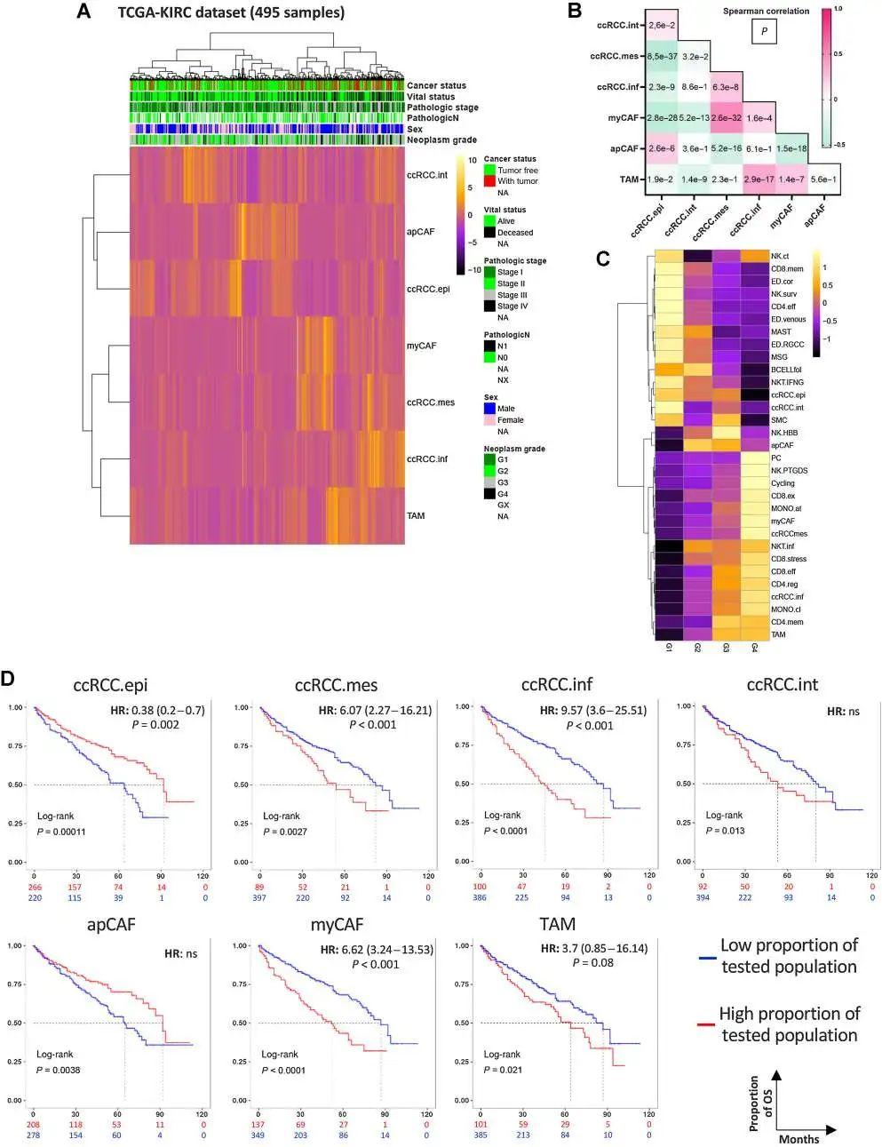 学术前沿 | 单细胞转录组学揭示myCAF细胞与ccRCC疾病进展和免疫治疗响应相关 - 知乎